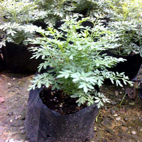 MM- Anak Benih Pokok Garuda Anak Pokok Tanaman Benih Garden Seed Seeds ...