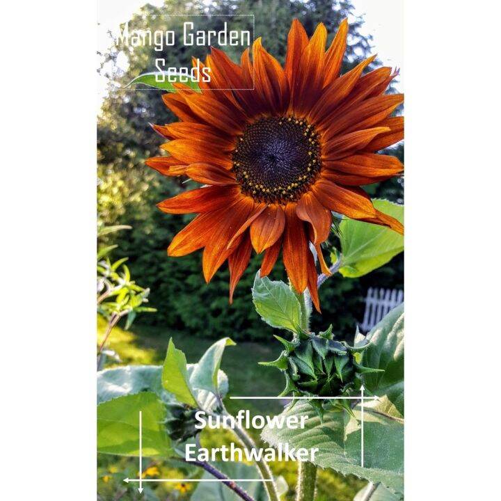 Earthwalker Sunflower Seeds - 30 Seed Pot Friendly Tanam Pasu, Bunga ...