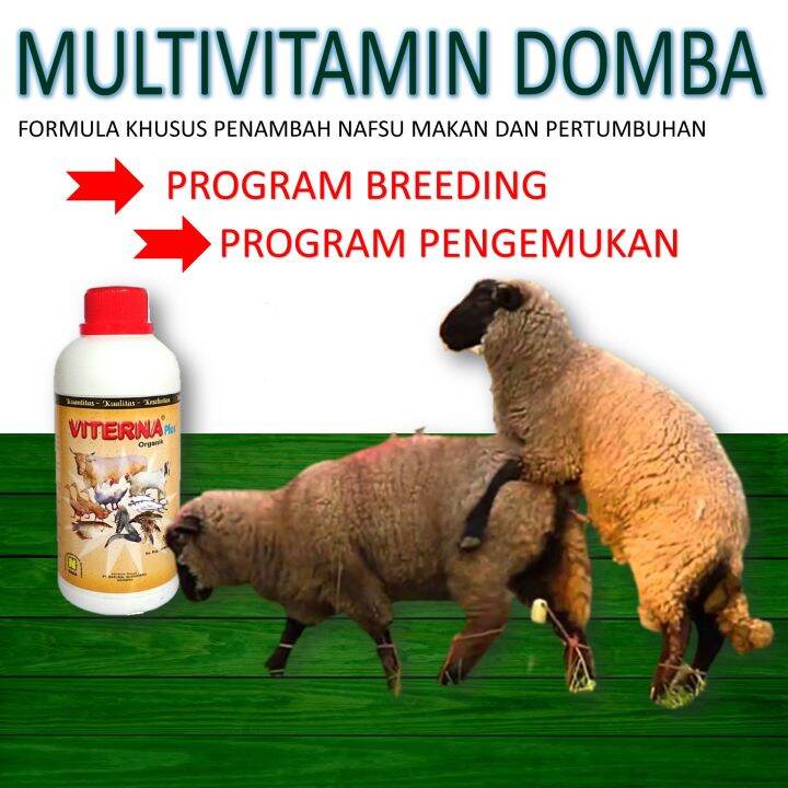 vitamin ternak domba/Vitamin domba/Vitamin domba garut/Vitamin domba ...