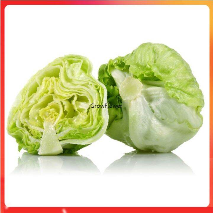Lettuce Iceberg Seeds Vegetables 50PCS | Lazada PH