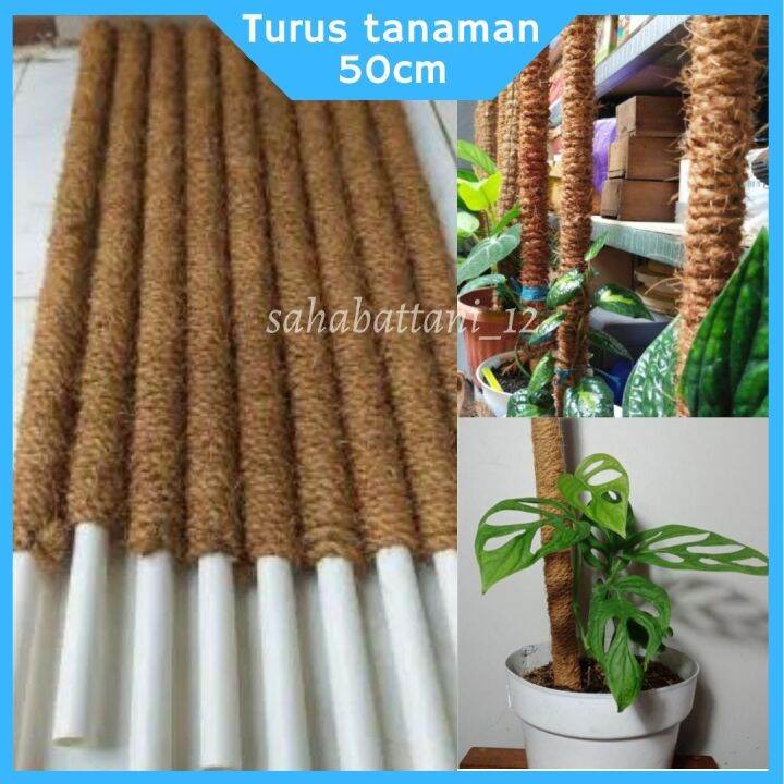 [COD] Tiang tanaman 50cm, penyangga tanaman merambat, turus tanaman ...