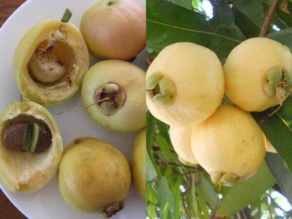 Buah Jambu Mawar