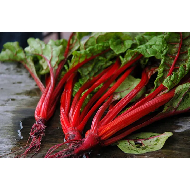 buy 1 take 1， 50 seeds (not plants) Ruby Red Rhubarb Swiss Chard Seeds ...