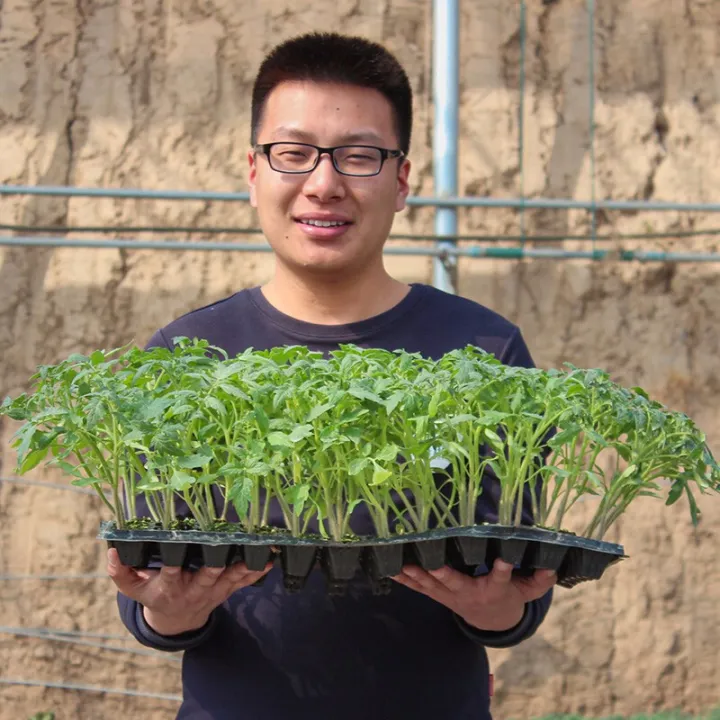 Powder fruit tomato seed big fruit powder crown / tomato seedling wool powder Xihong Yang ...