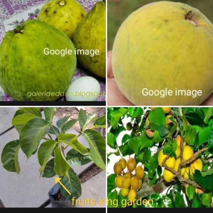 Anak Pokok Sentul Madu Kawin | Lazada