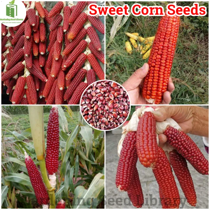 Easy To Grow丨High Yielding Sweet Red Corn Seeds Bonsai Seeds for ...