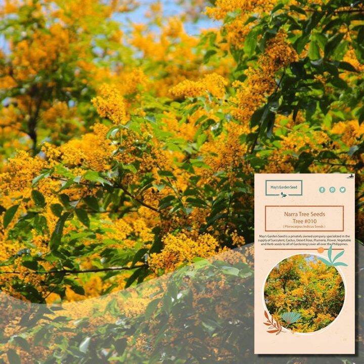 [Hot sales] ♝ Narra Tree Seeds Pterocarpus Indicus Seeds 010 | Lazada PH