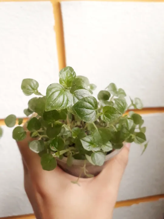 (Luzon Area Only) Live Plant / Peperomia Pellucida / Pansit Pansitan ...