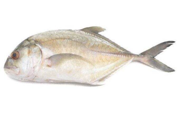 [Fresh] Ikan Nyok - Nyok (1kg) | Lazada