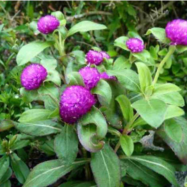 tanaman hias bunga kenop atau adas adas | Lazada Indonesia