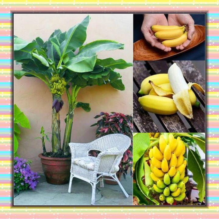 beibei/ Hot 100Pcs Rare Dwarf Banana Tree Seeds Mini Bonsai Seed Exotic ...