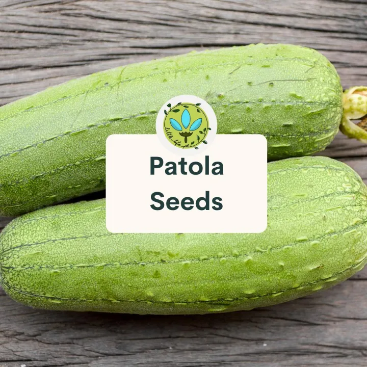 Patola Luffa Squash Silk Vegetable Vine Plant 10 Seeds | Lazada PH