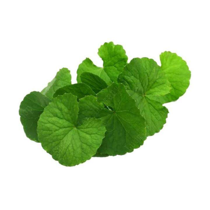 Daun Pegagan Segar Antanan Semanggi Gunung Panegowang 100 gram | Lazada ...