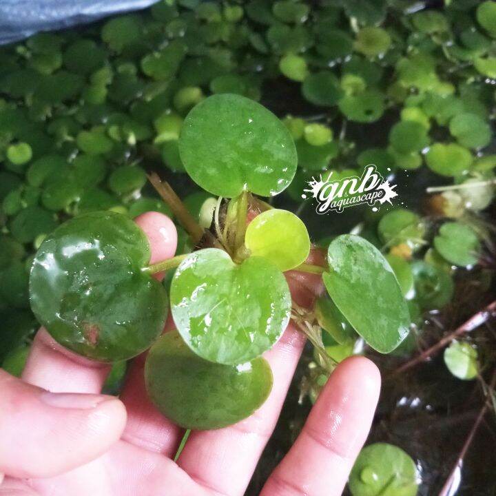 AMAZON FROGBIT TANAMAN AQUASCAPE ( Tanaman Apung ) Isi 5 Pcs | Lazada ...