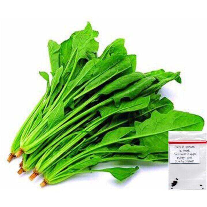 Chinese Spinach Kulitis Vegetable Seeds buy 1 take 1， 50 seeds (not ...