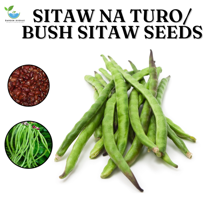SULIT PACK! SITAW NA TURO/BUSH SITAW/LOS BANOS VARIETY (10 pcs seeds ...