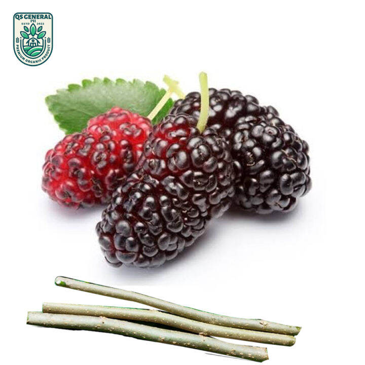 QUIN SAVIE MULBERRY ILLINOIS CUTTINGS - Mulberries are the fruits of ...