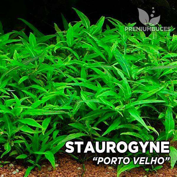 BEST SALE! ♤☁ Staurogyne repens sp. Porto Velho 1pot | Lazada PH