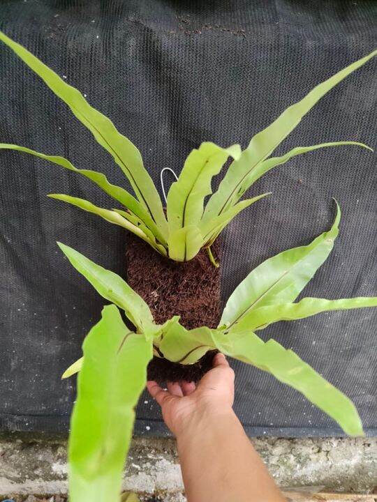Pakpak Lawin/Bird's Nest Fern (1 Ft Length) with FREE garden loam soil ...