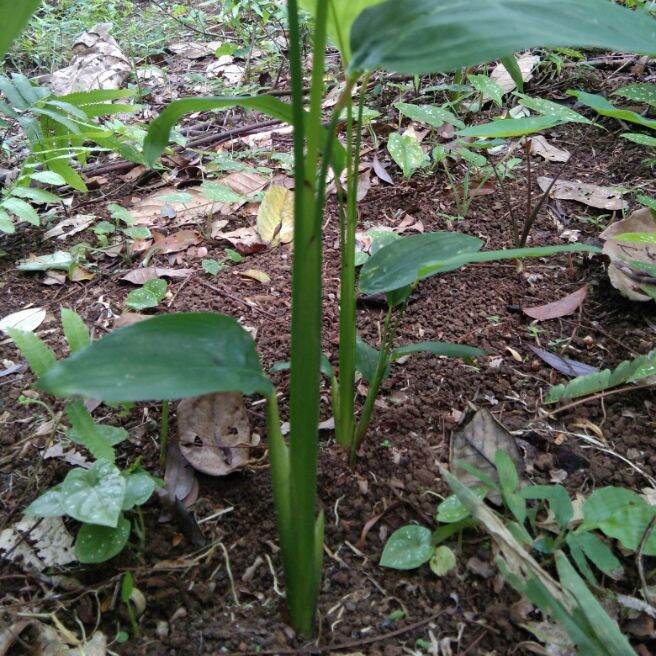 Benih Tanaman Umbi Garut tarigu | Lazada Indonesia
