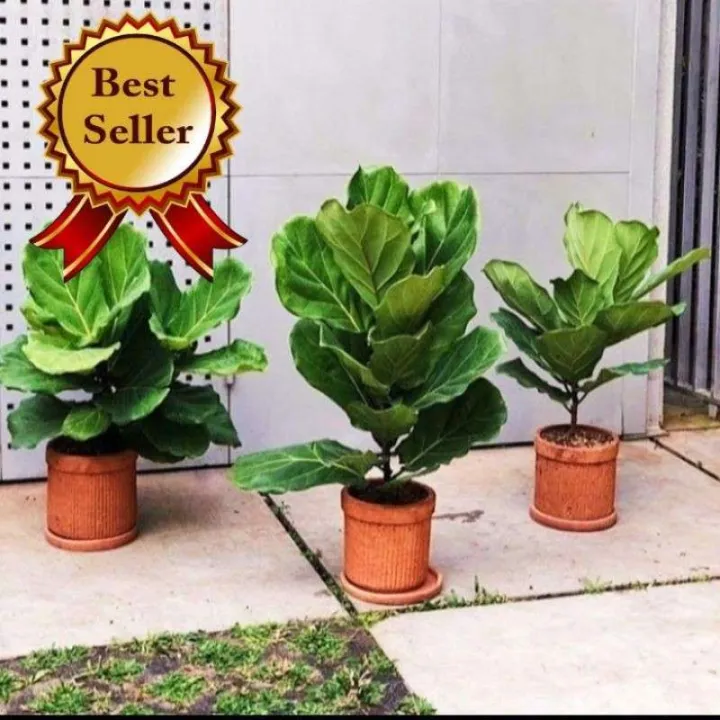 Ketapang biola cantik fiddle leaf ficus lyrata tanaman hias hidup ...