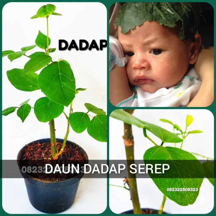 Dadap Serep Tanaman Herbal Daun Dadap Serap | Lazada Indonesia