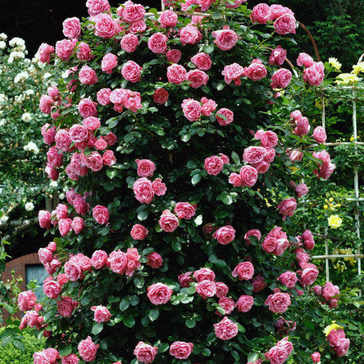 Chinese rose seed climbing vine rose flower Seeds | Lazada PH