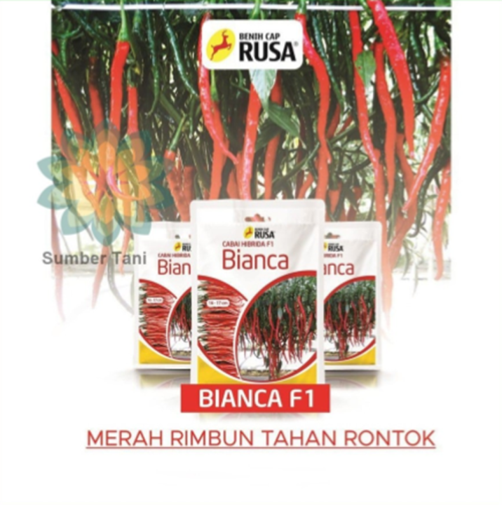 Benih Cabai Besar Hibrida F1 BIANCA CAP RUSA [10 gr] | Lazada Indonesia
