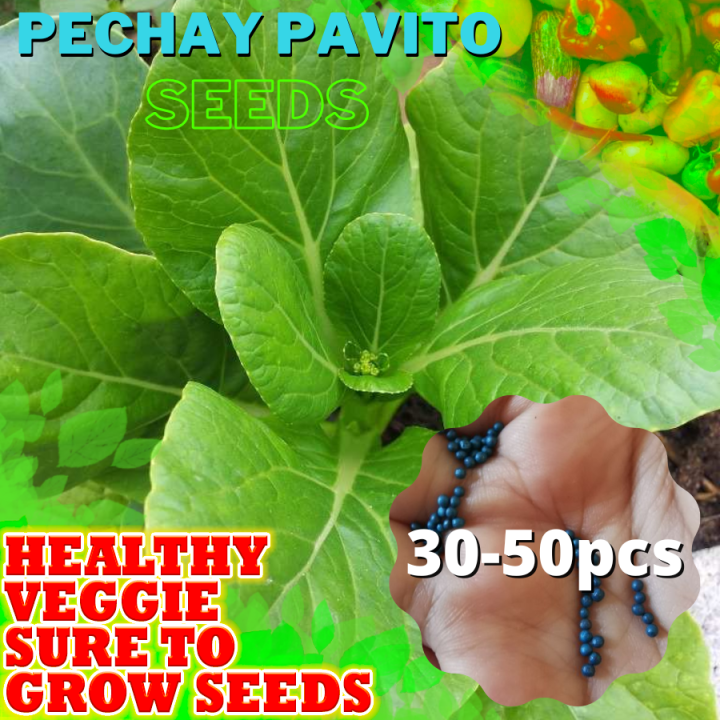BUY 1 TAKE 1 Pechay Seeds (10PCS) VEGETABLE PLANT EASY TO GROW EASY TO ...