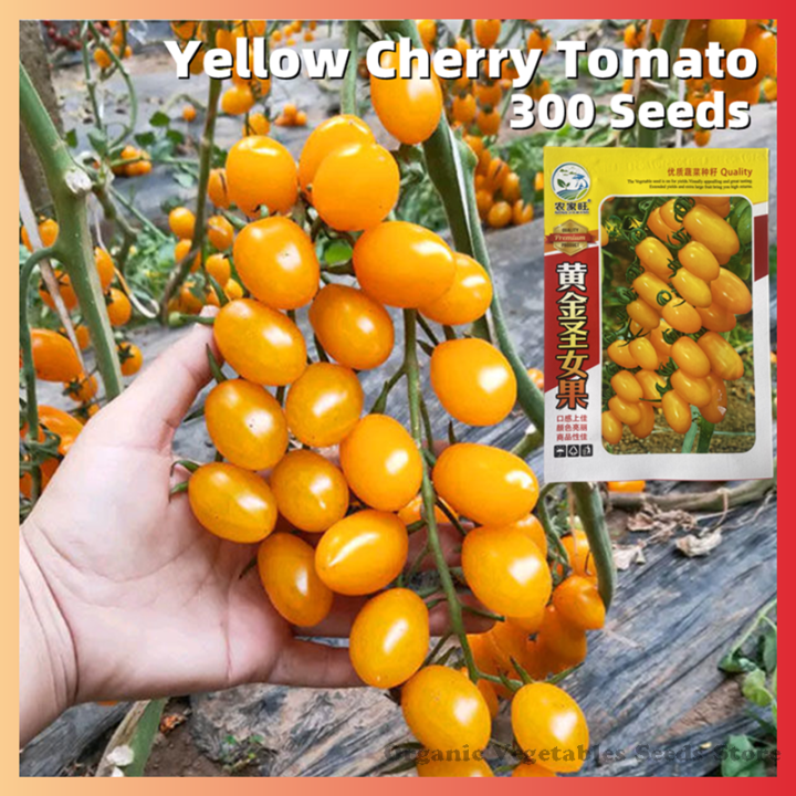 300 Seeds Sweet Yellow Cherry Tomato Seeds for Planting Biji Benih ...