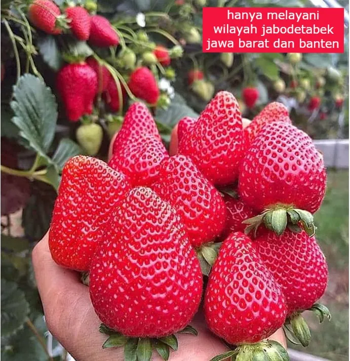 buah strawberry 1kg JENIS MENCIR siap makan buah strawberry sehgar ...