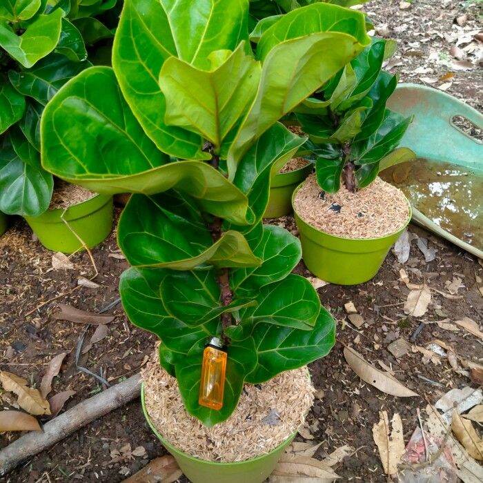 tanaman ketapang biola mini | Lazada Indonesia