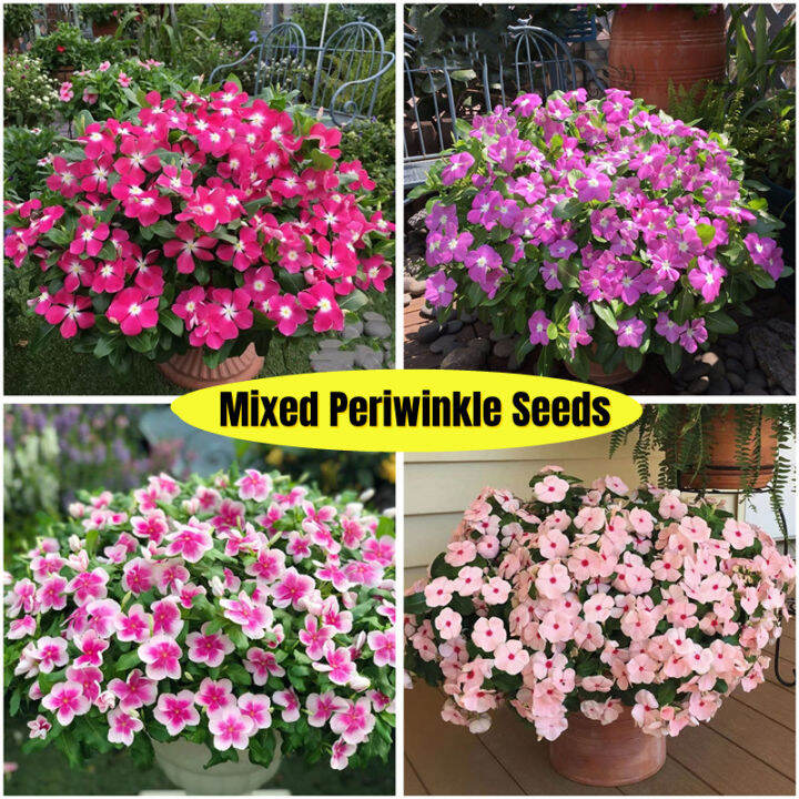 [Easy To Grow In The Philippines] 70pcs/bag Mixed Vinca Periwinkle ...