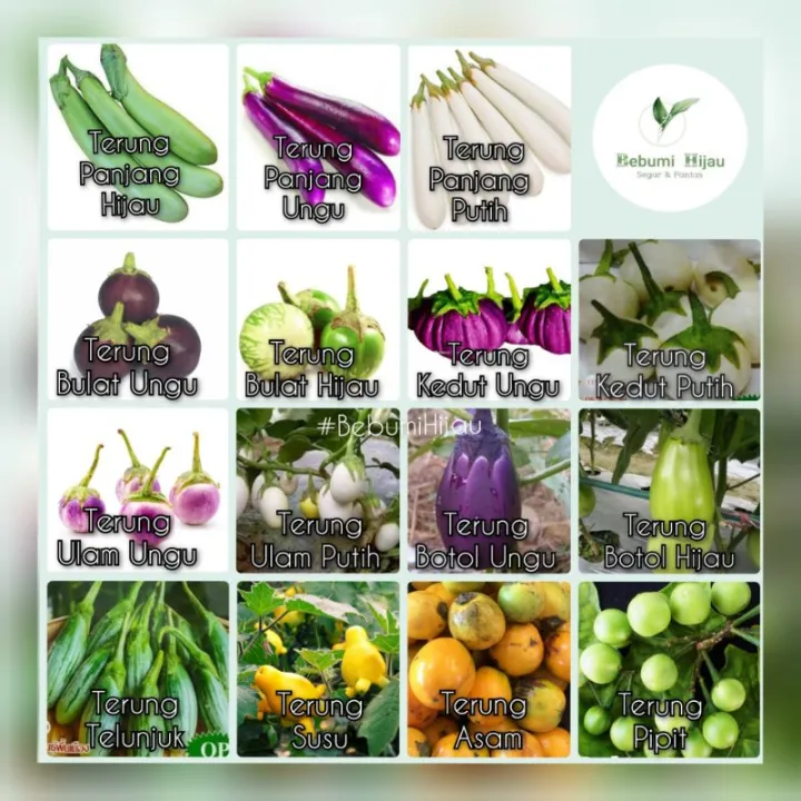 Pelbagai Jenis TERUNG Panjang Bulat Kedut Asam Ungu Hijau Putih ...