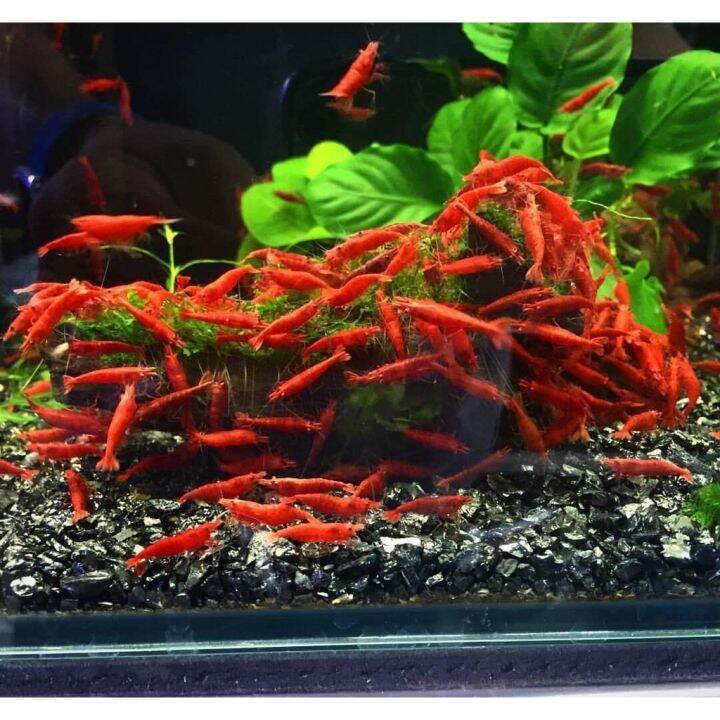 dwarf-shrimp เกรดเอ+ เซ็ท10ตัวมีแถมตัวประกัน น่ารักเลี้ ยงง่าย คละผ+ม ...