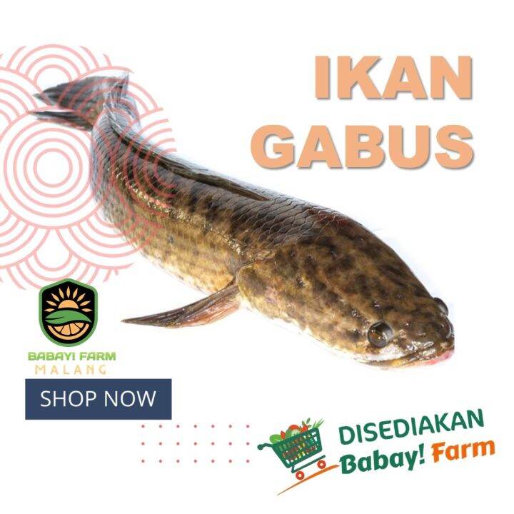 Ikan Gabus 500 gr / 1 Kg | Lazada Indonesia