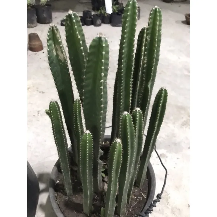 Common cactus - sold per piece | Lazada PH