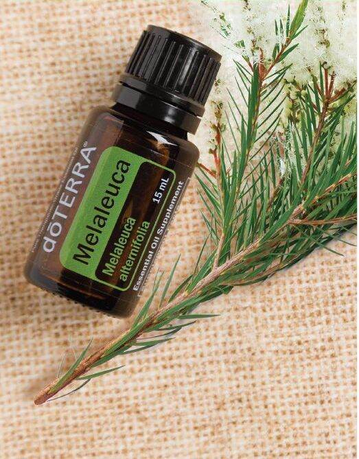 doTERRA Tea Tree ทีทรี 15ml โดดเด่นด้านการทำความสะอาด ให้ความชุ่มชื้น ...