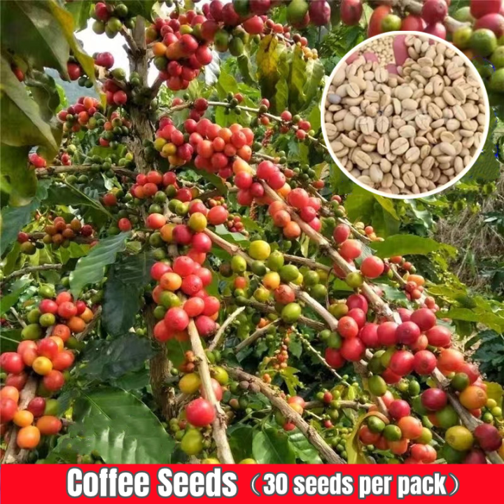 Good Quality Coffea Seeds for Planting (30 Seeds Per Bag) Coffee Tree ...
