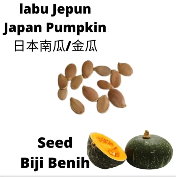 Japanese Pumpkin Labu Jepun日本南瓜种子 Biji Benih Vege Sayur sayuran ...