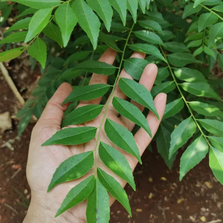 Daun Segar Salam Kari Koja Daun Temuru Dijual Perpaket | Lazada Indonesia