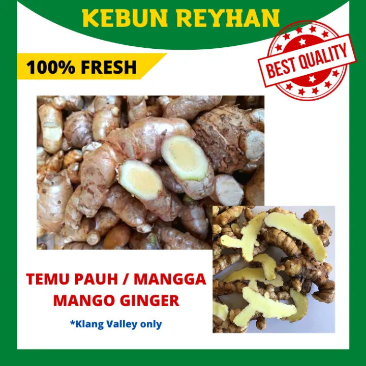 [PRE-ORDER] 100% Fresh Organic 250g Mango Ginger / Temu Pauh / Temu ...