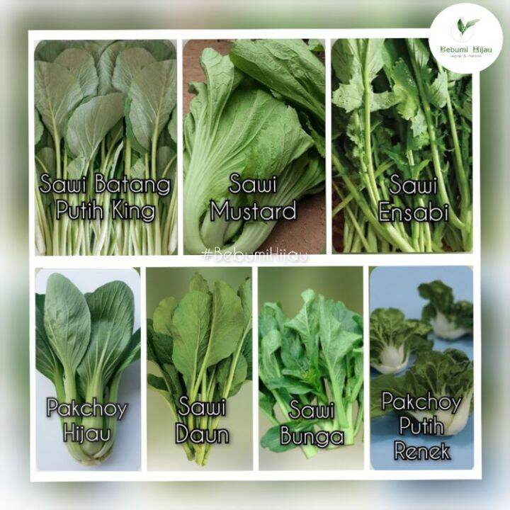 Pelbagai Biji benih SAWI DAUN sawi manis pak choy seeds | Lazada