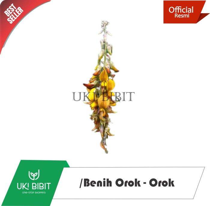 ( 100 Gram ) Benih Orok - orok Crotalaria Juncea | Lazada Indonesia