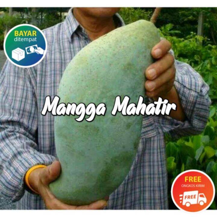 Terlaris Bibit Tanaman Buah Mangga Mahatir Super Genjah Jumbo Pohon Mangga Mahatir Okulasi Cepat ...