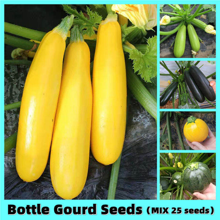 [Easy To Grow In The Philippines] 25pcs Fresh Bottle Gourd Seeds for ...