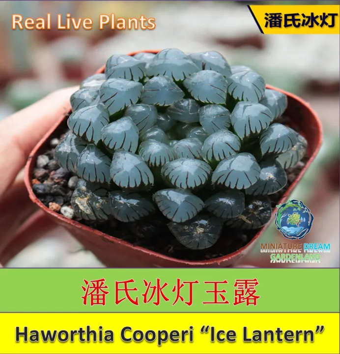 【Ready Stock/现货】Real Live Succulents Haworthia Cooperi “Ice Lantern” 潘氏冰灯玉露多肉植物 | Lazada