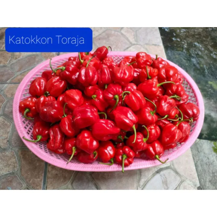 Benih Biji Cabe Katokkon Toraja isi 10 butir | Lazada Indonesia