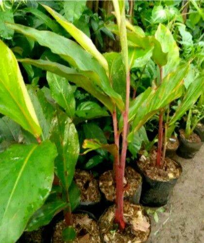 TANAMAN KECOMBRANG HONJE - TANAMAN ONJE PELENGKAP BUMBU MASAK | Lazada ...