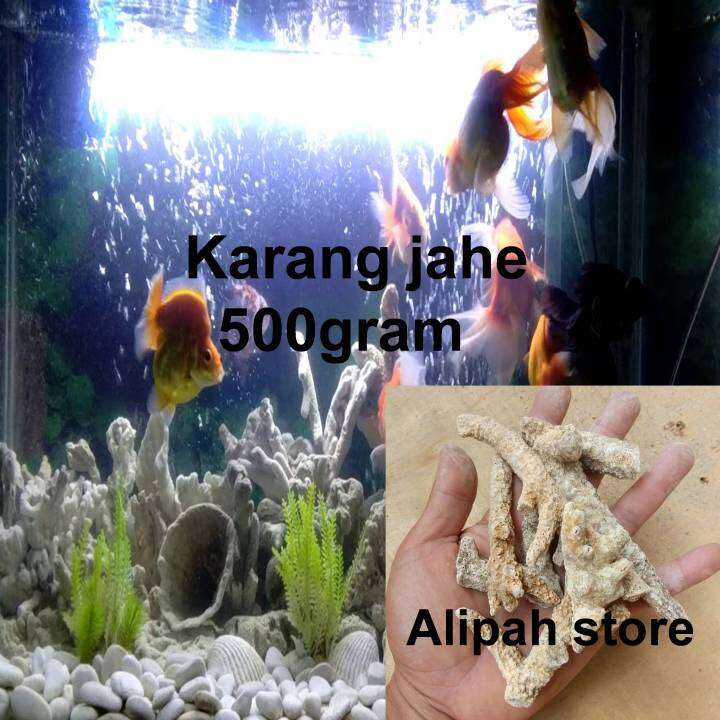 batu karang jahe untuk ph air aquarium/aquascape | Lazada Indonesia